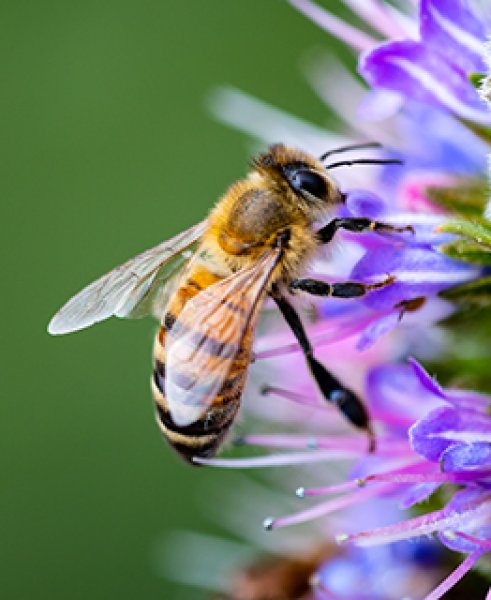 Včely v Evropě | Evropa v datech